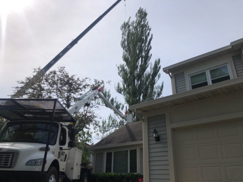 The Legalities of Tree Removal | Abbott Tree Care Professionals
