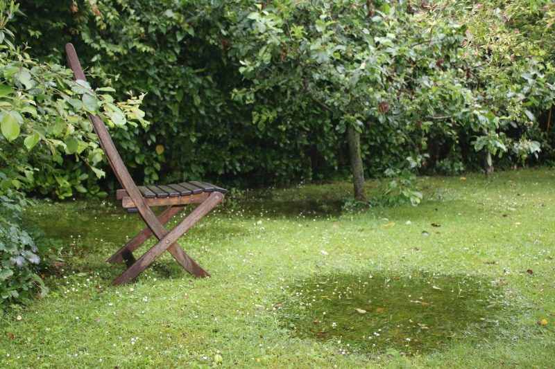 How to Help Flooded Trees: A Guide to Recovery After Heavy Rain ...