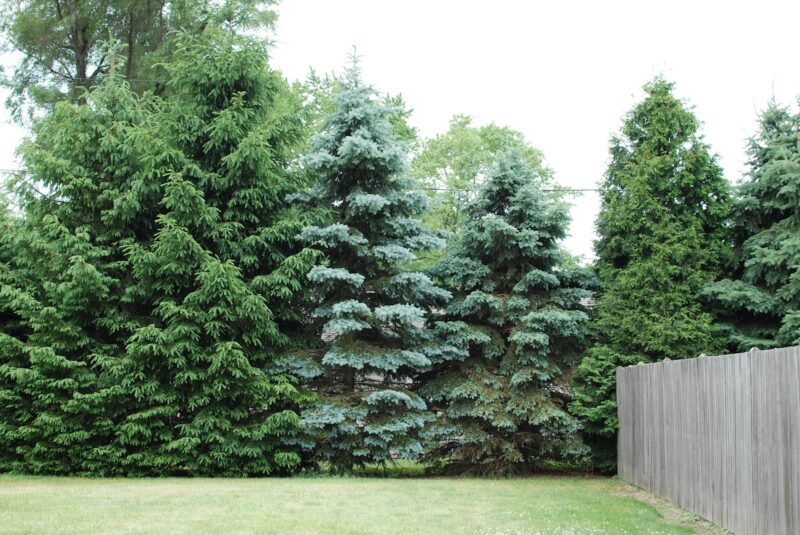 The Legalities of Tree Removal | Abbott Tree Care Professionals