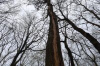 All About Frost Cracks in Trees | Abbott Tree Care Professionals