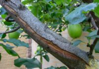 All About Frost Cracks in Trees | Abbott Tree Care Professionals